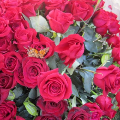 ‘Thrilling’ Red Roses For Michael! – Michael Jackson World Network
