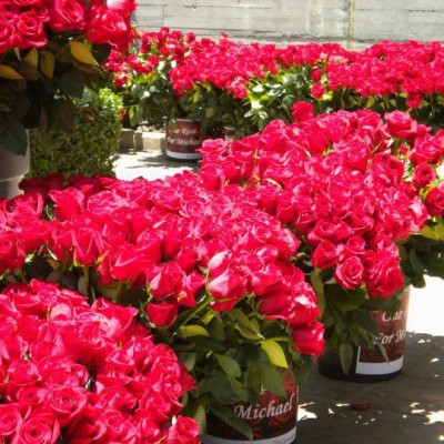One Rose Delivery 2013 – Michael Jackson World Network