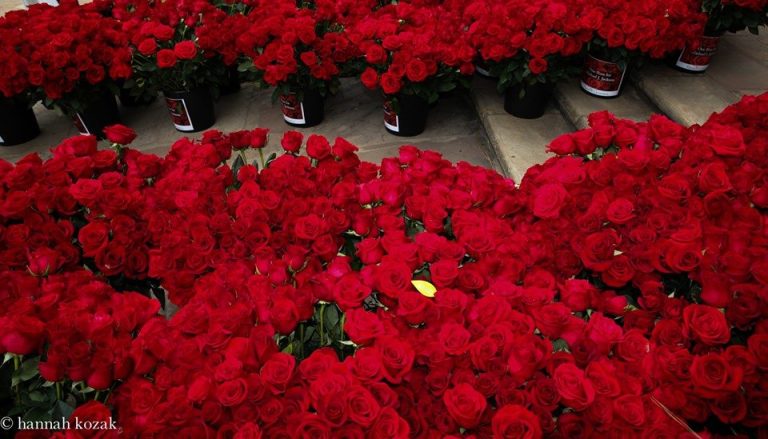 One Rose For MJJ Tribute – Michael Jackson World Network